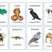 103 Bible Animals, Memory Game, Bible Game, Print at Home, Matching ...
