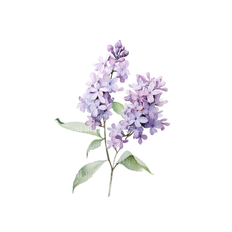 10 Minimalist Flowers Clipart, Lilacs Flowers, Printable Watercolor ...