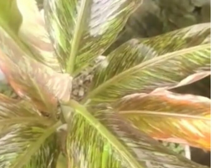 Musa Brown Papúa Tissue Culture - Etsy