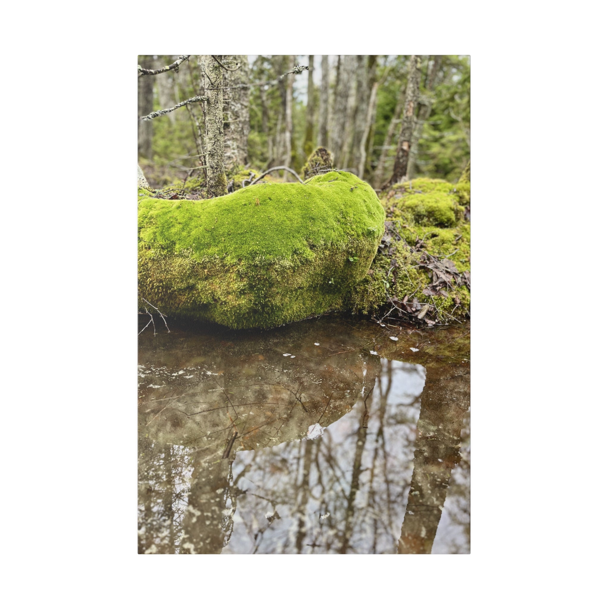 Wallart Matte Canva, Estonian Nature, Saaremaa Forest, Mossy Soil ...