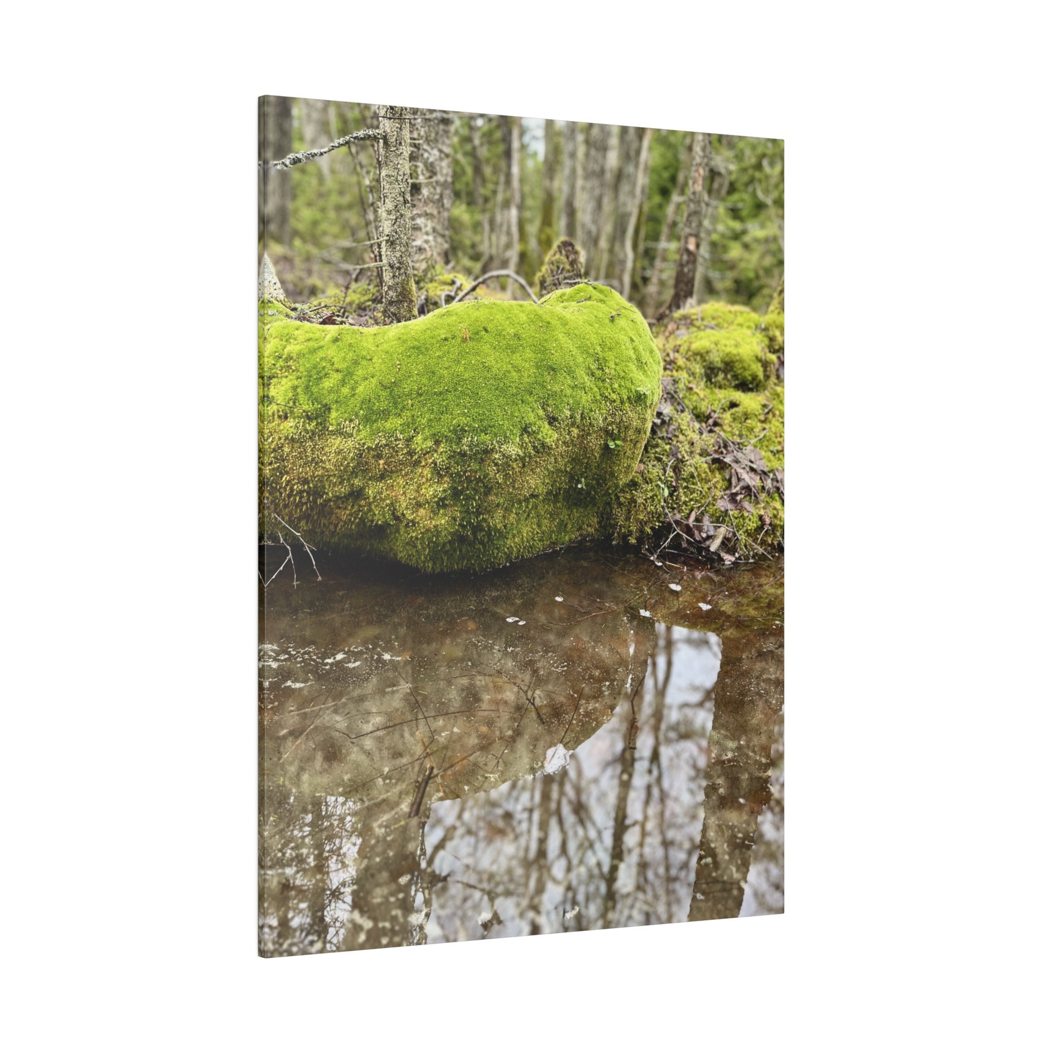 Wallart Matte Canva, Estonian Nature, Saaremaa Forest, Mossy Soil ...