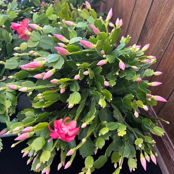 Yellow Christmas Cactus - Etsy