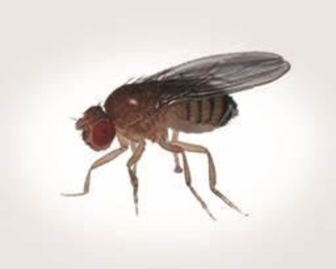 Bye Bye Fruit Fly - Etsy