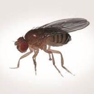 Bye Bye Fruit Fly - Etsy