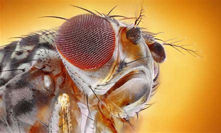 Bye Bye Fruit Fly - Etsy