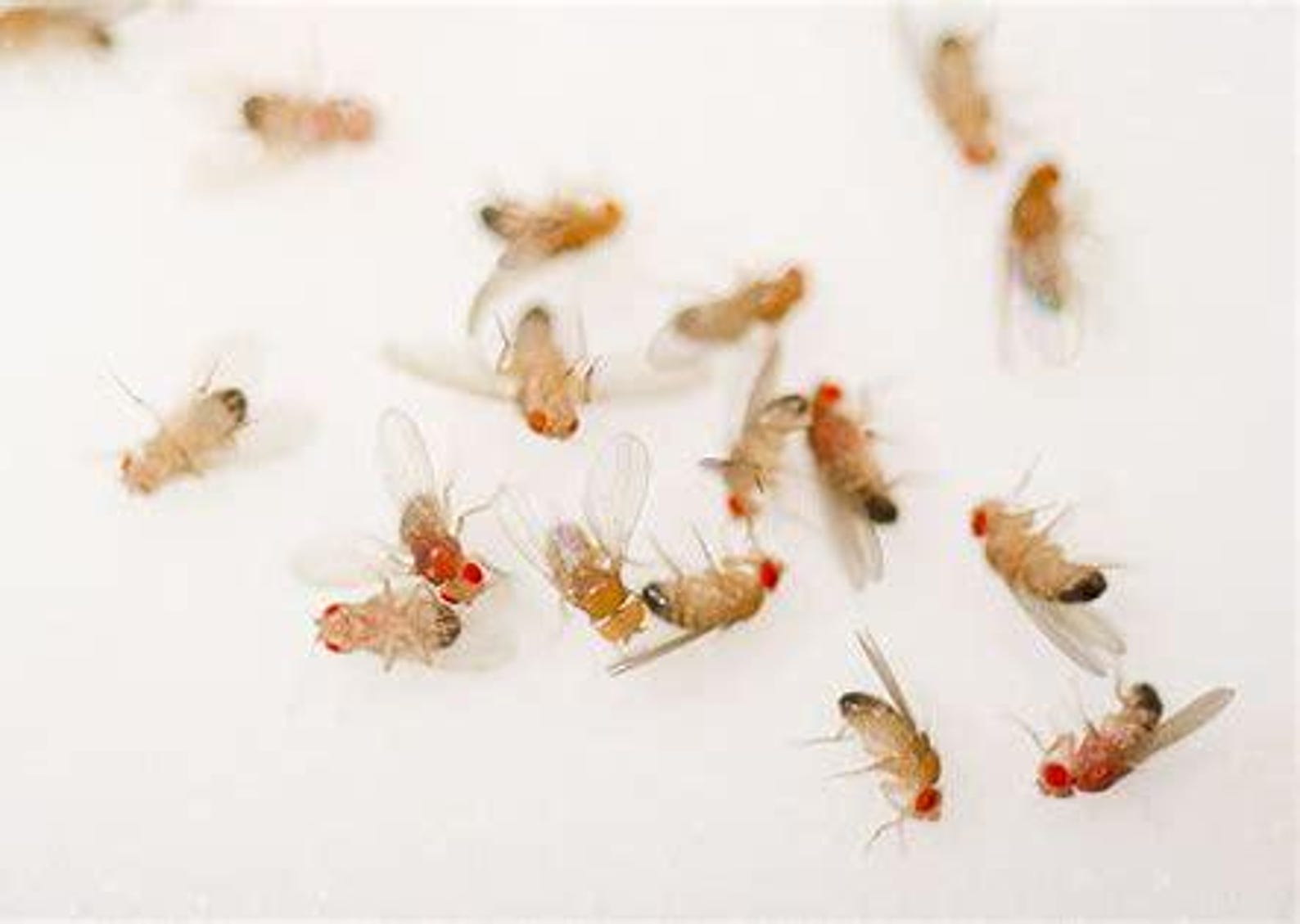 Bye Bye Fruit Fly - Etsy