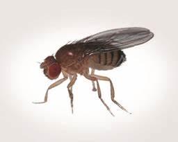 Bye Bye Fruit Fly - Etsy