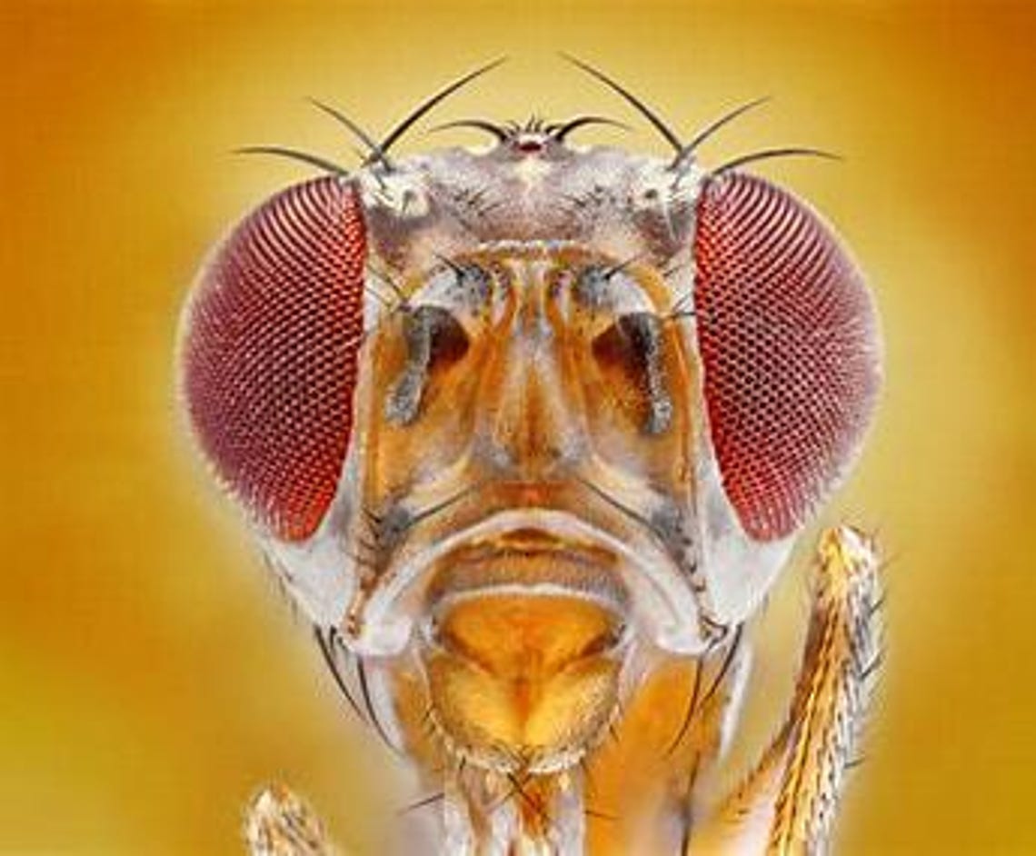 Bye Bye Fruit Fly - Etsy