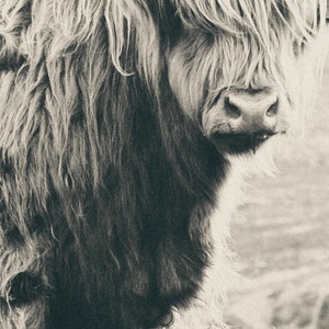 Christian Wall Art, Psalms 50 10 KJV, Highland Cow, Farmhouse Decor ...