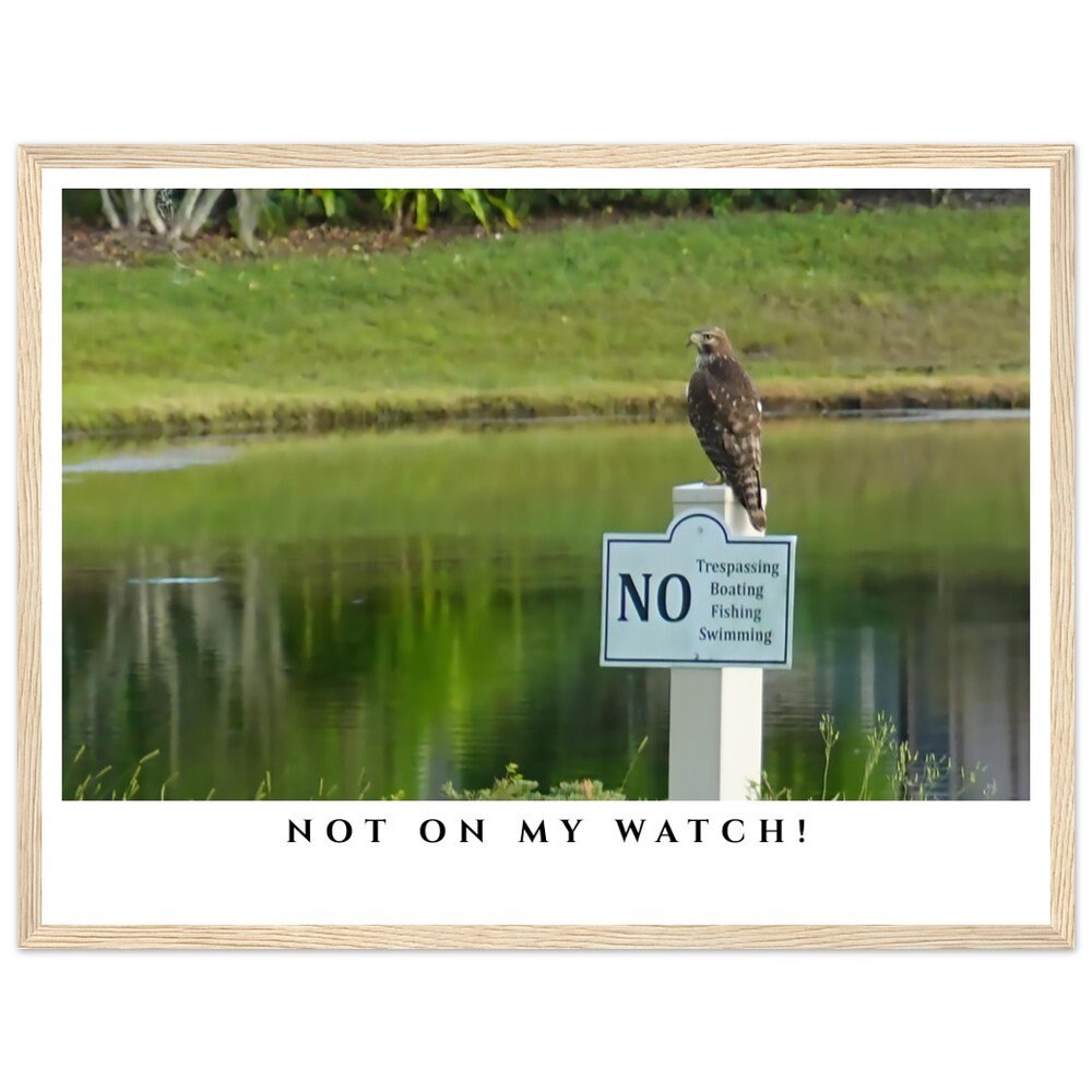 Watchful Red Tailed Hawk, Wildlife, Wall Art - Etsy
