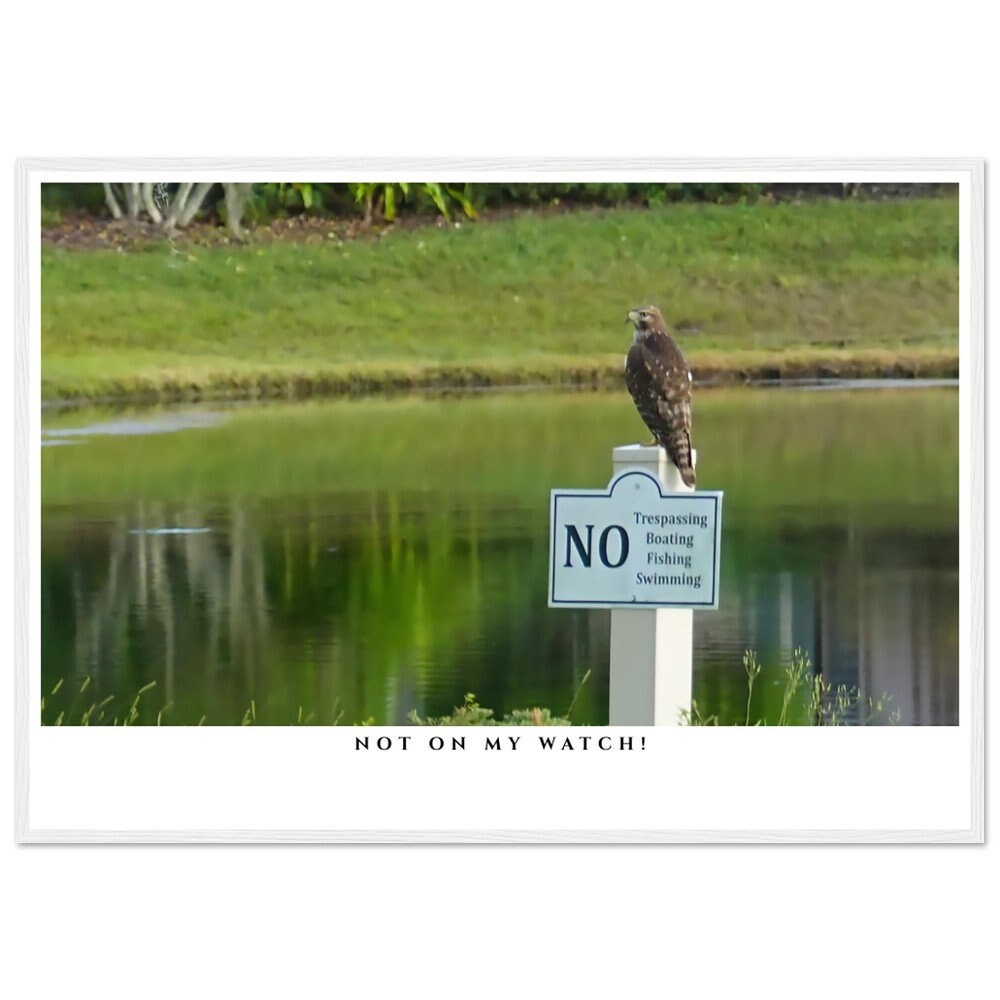 Watchful Red Tailed Hawk, Wildlife, Wall Art - Etsy