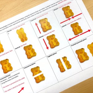 Topographical Med Term Worksheet Using Gummy Bears - Etsy
