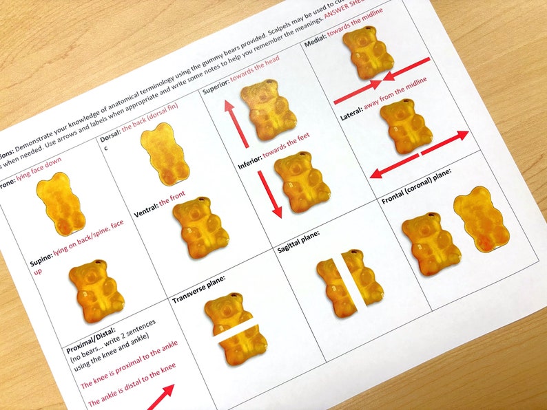 Topographical Med Term Worksheet Using Gummy Bears - Etsy