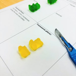 Topographical Med Term Worksheet Using Gummy Bears - Etsy