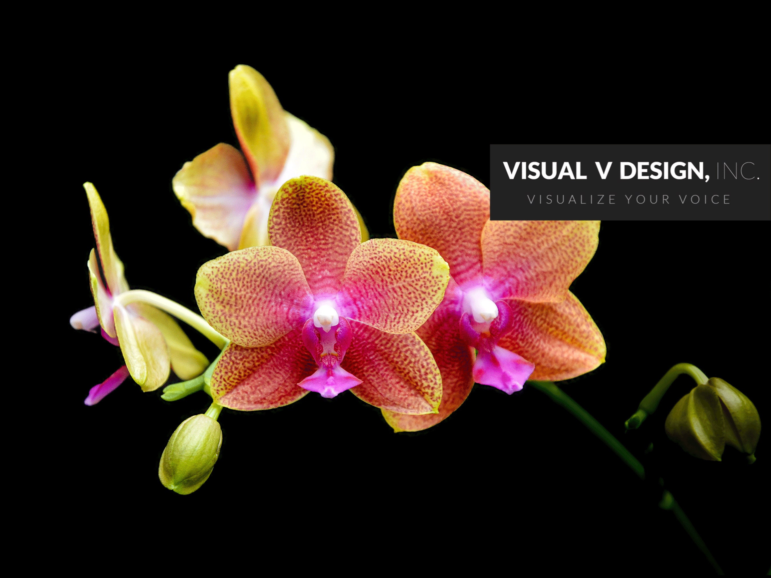 Digital Download: Sunset Phalaenopsis Orchids Full Color Wall Art High ...