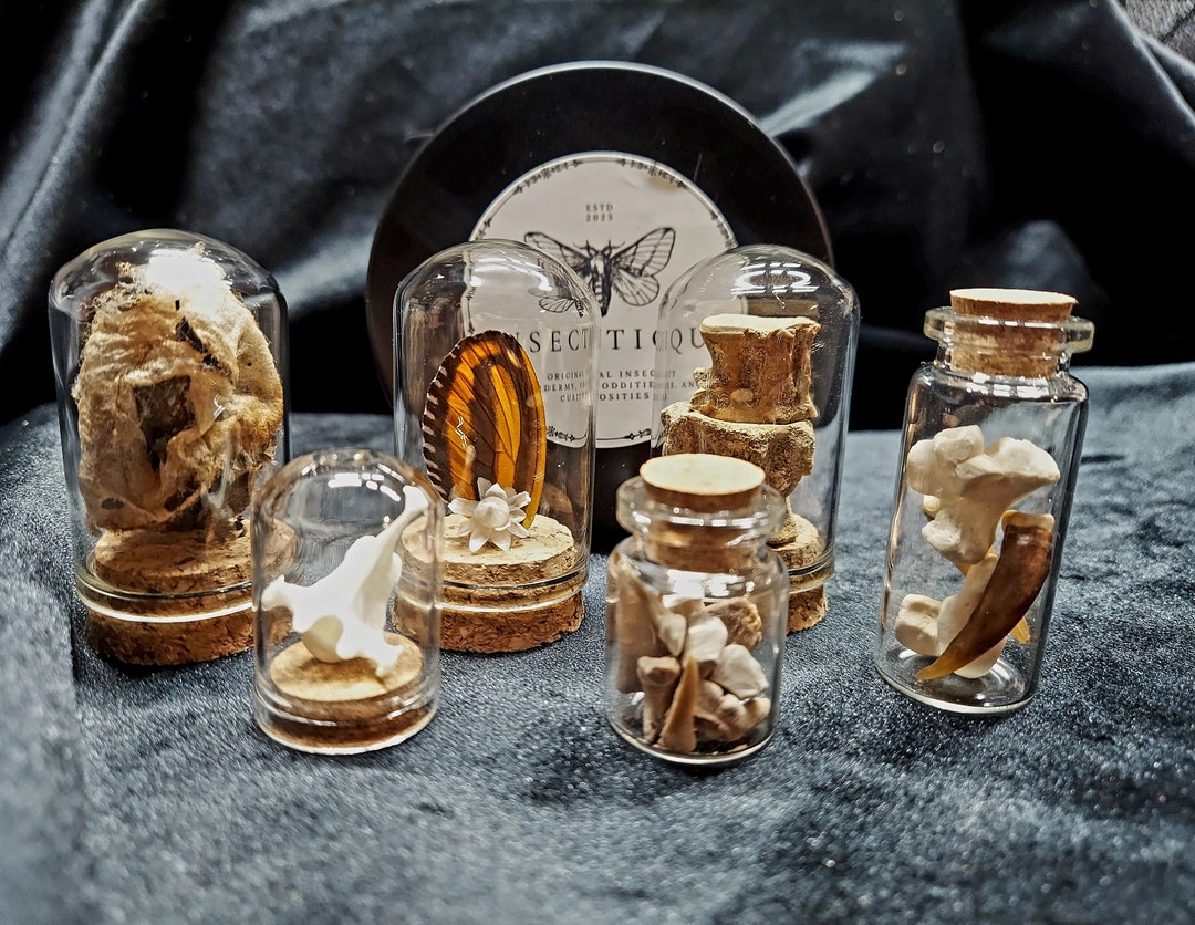 Oddities and Curiosities Gift Box, Butterfly Wing, Fossilized Shark ...