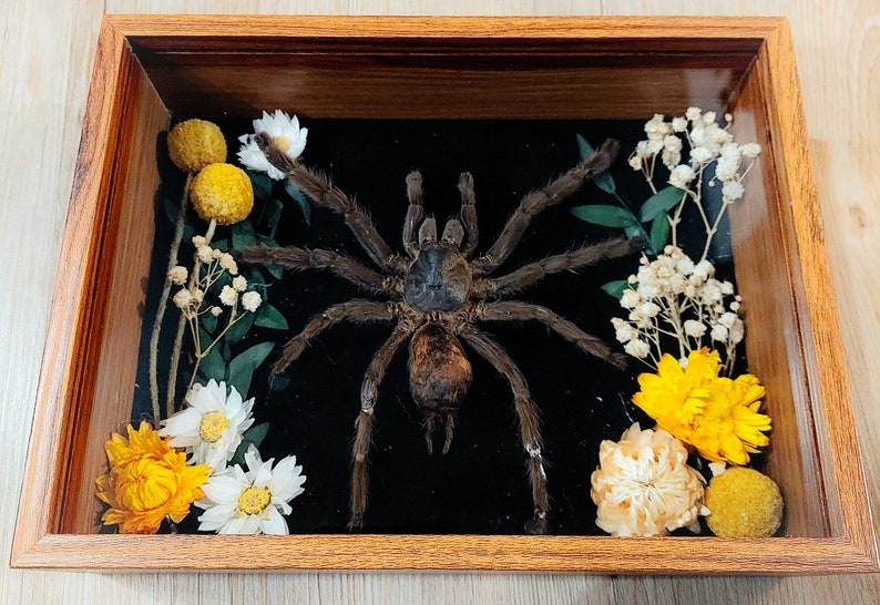 8x6 Shadowbox Real Preserved Tarantula With Dried - Etsy