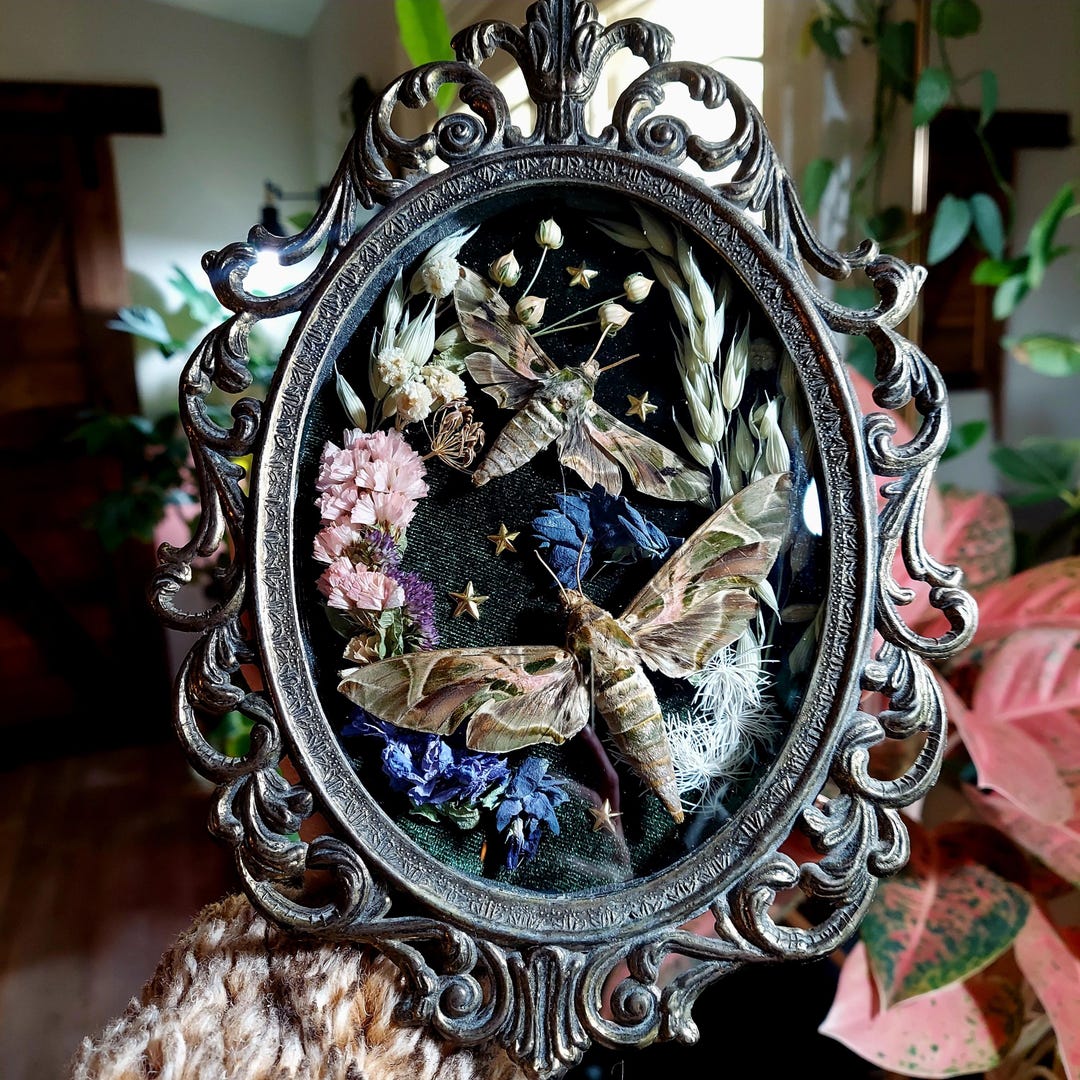 Vintage Bubble Frame With Hawk Moths, Dark Academia, Moody Decor ...