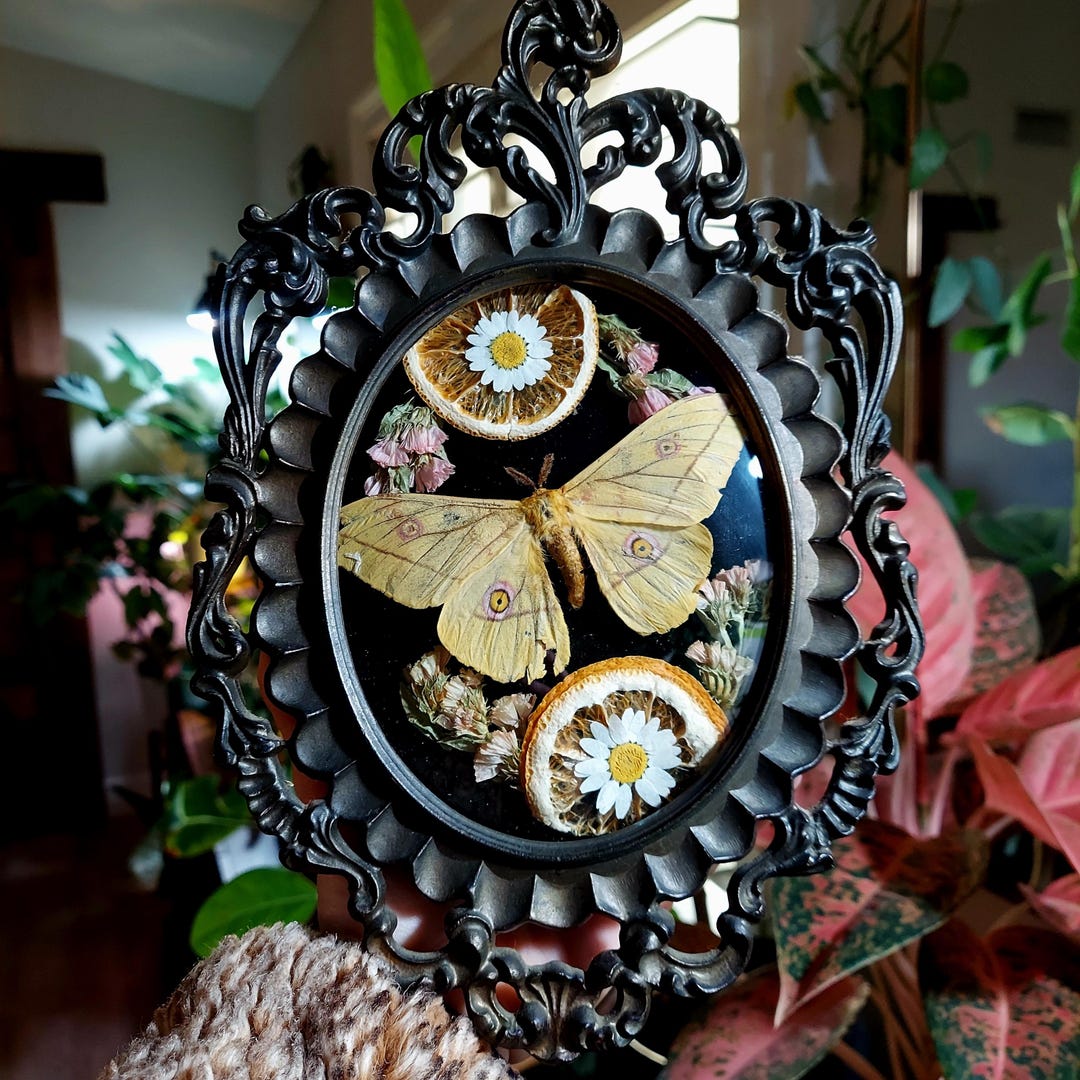 Vintage Bubble Frame With Real Moths, Dried Flower Art, Insect Art ...