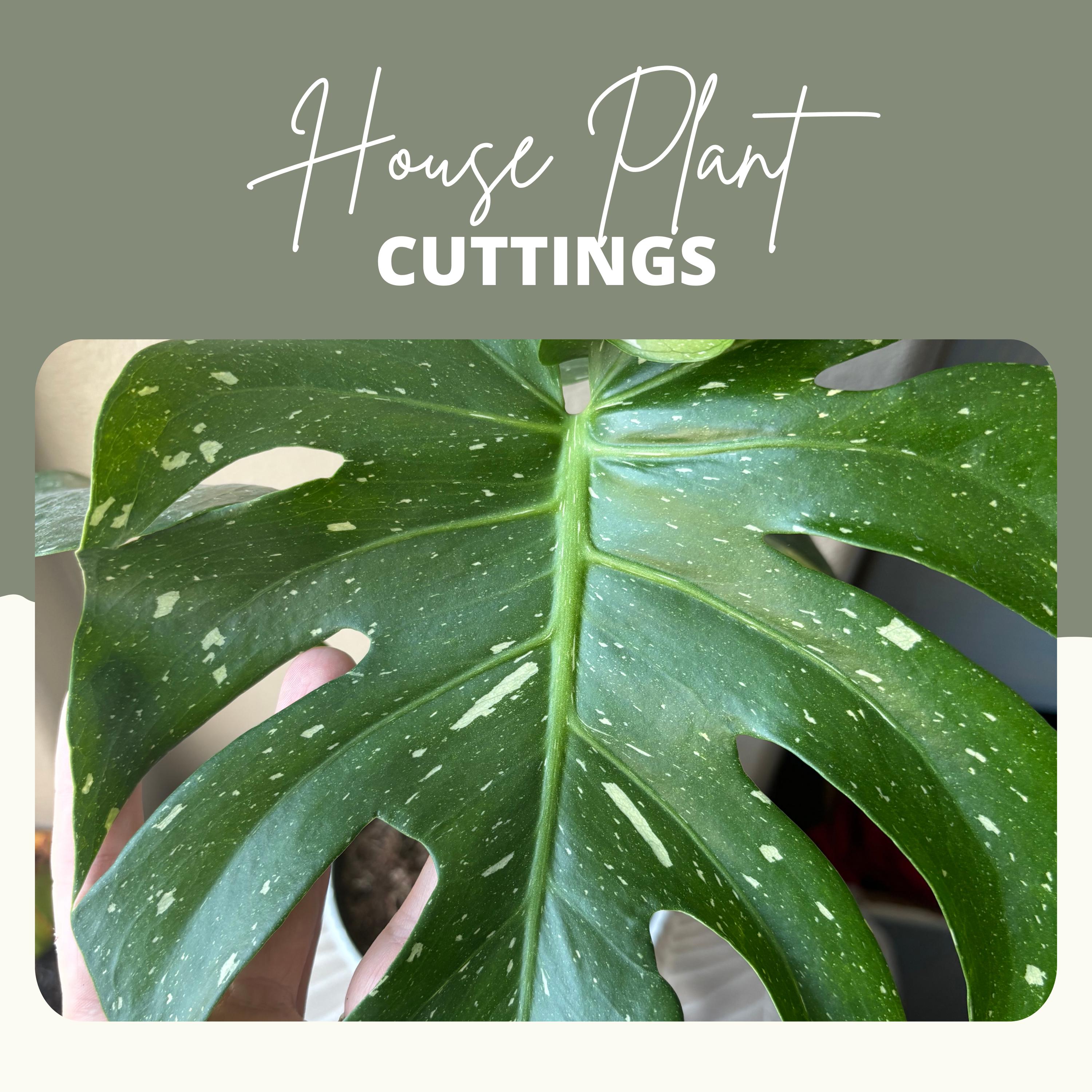Plant Clippings Choose Your Clipping Individually Wrapped and Labeled ...