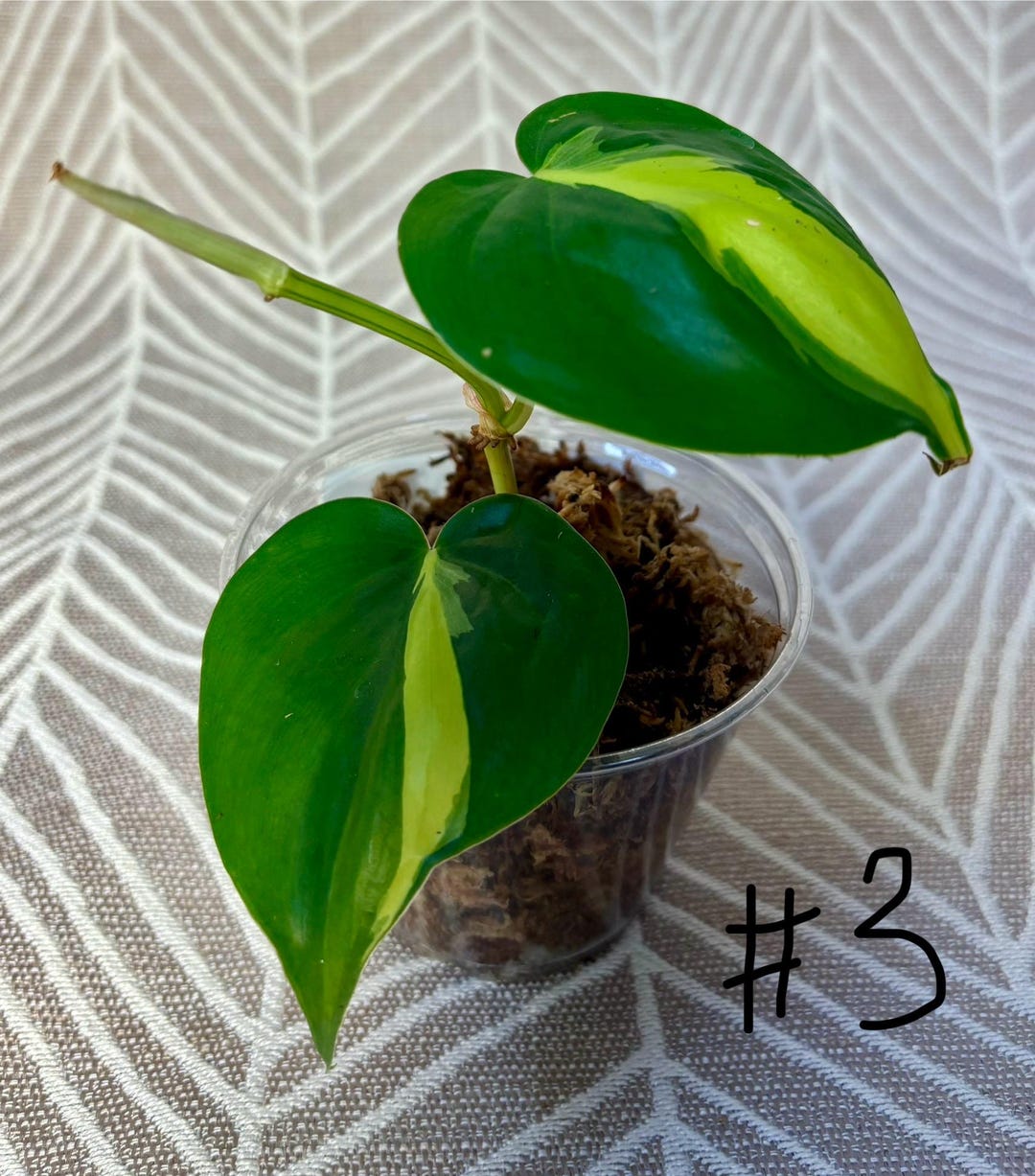 Philodendron Brasil Starter Plant | Fully Rooted Beginner Plant | Philo ...