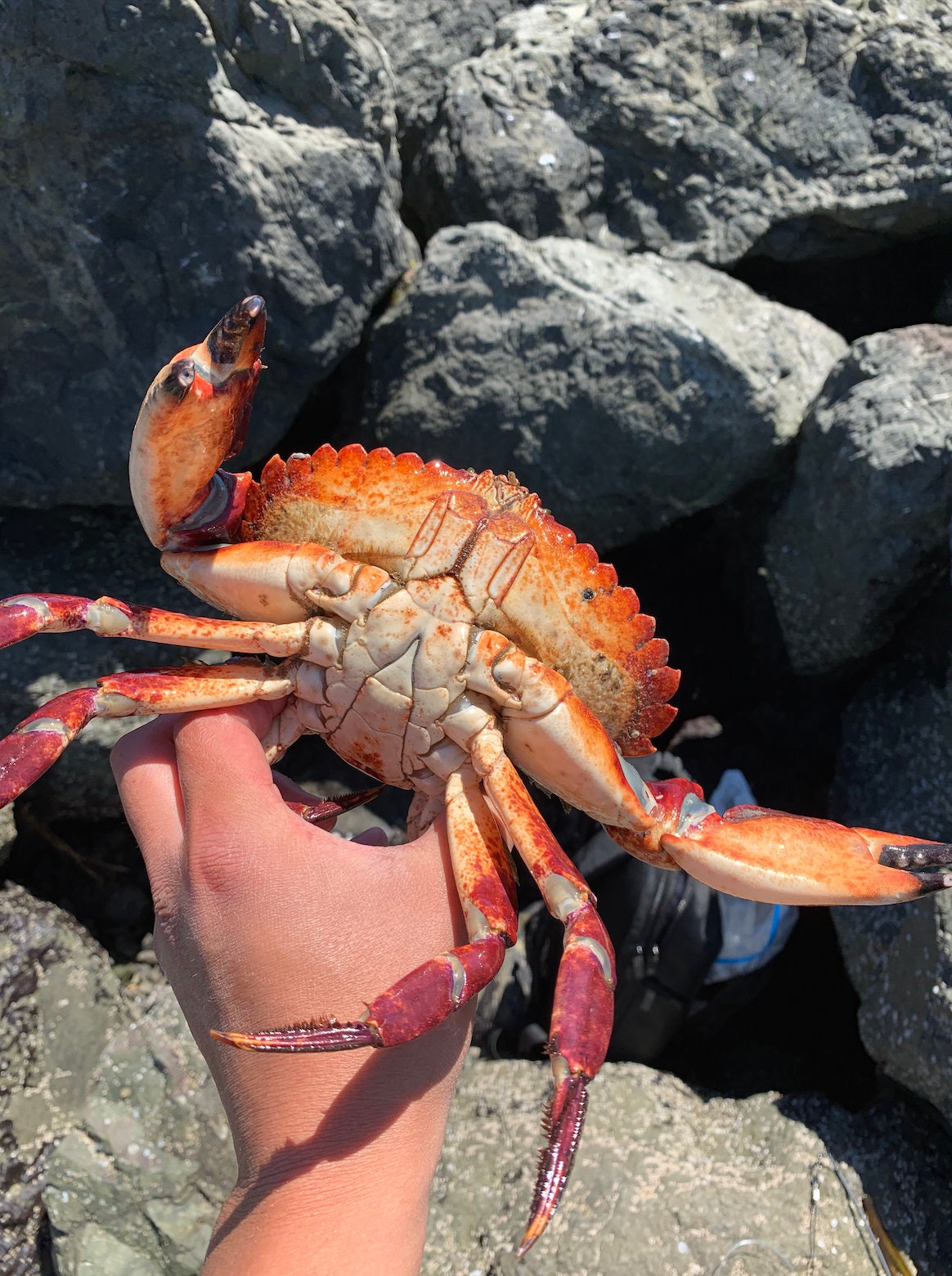 Large Crab Snare Crab Trap for Fishing Pole for Dungeness Crabs Rock ...