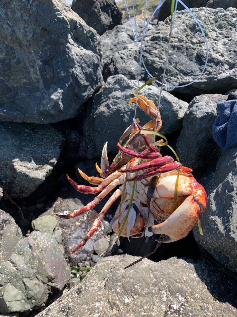 Large Crab Snare Crab Trap for Fishing Pole for Dungeness Crabs Rock ...