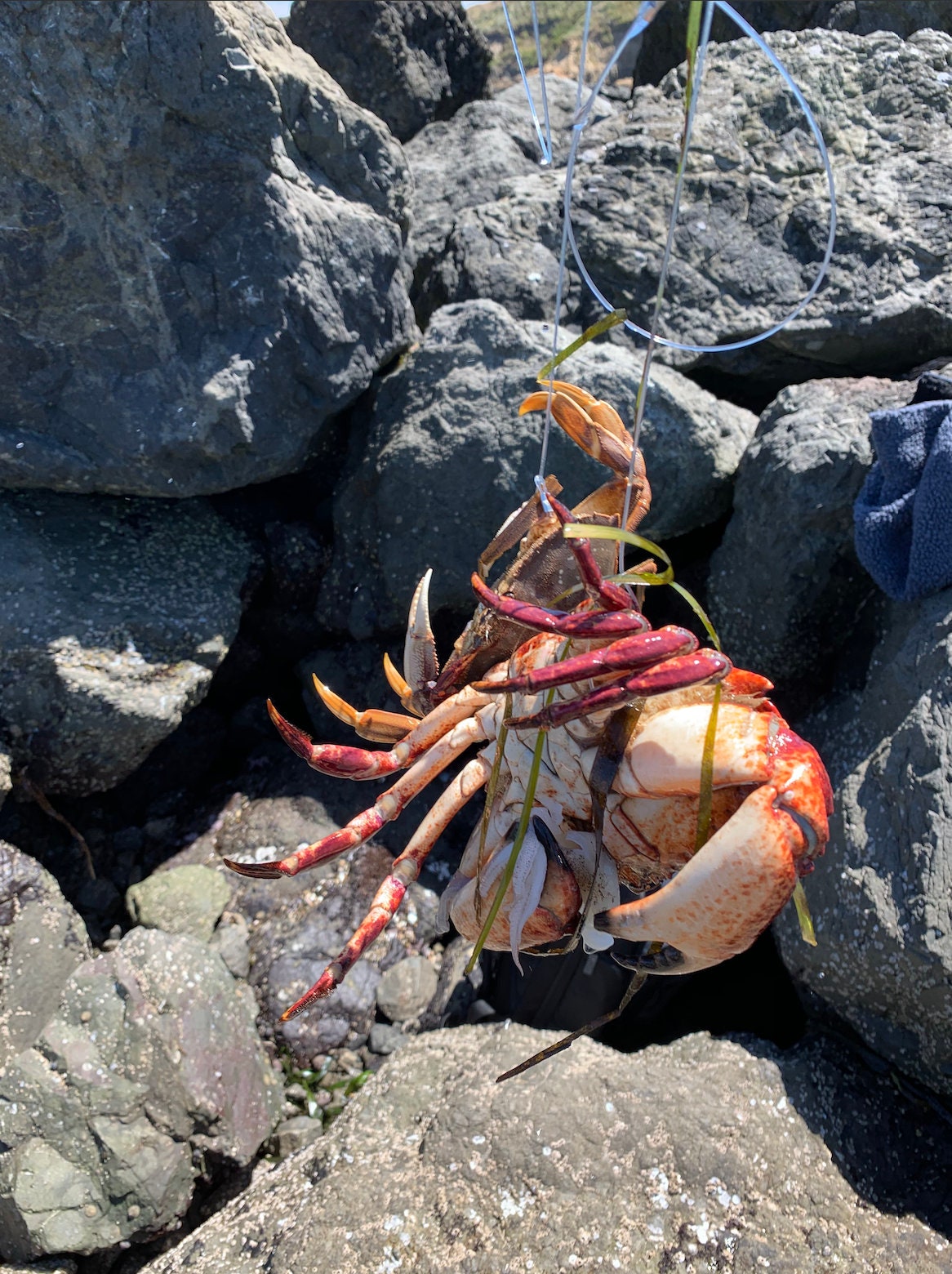 Large Crab Snare Crab Trap for Fishing Pole for Dungeness Crabs Rock ...