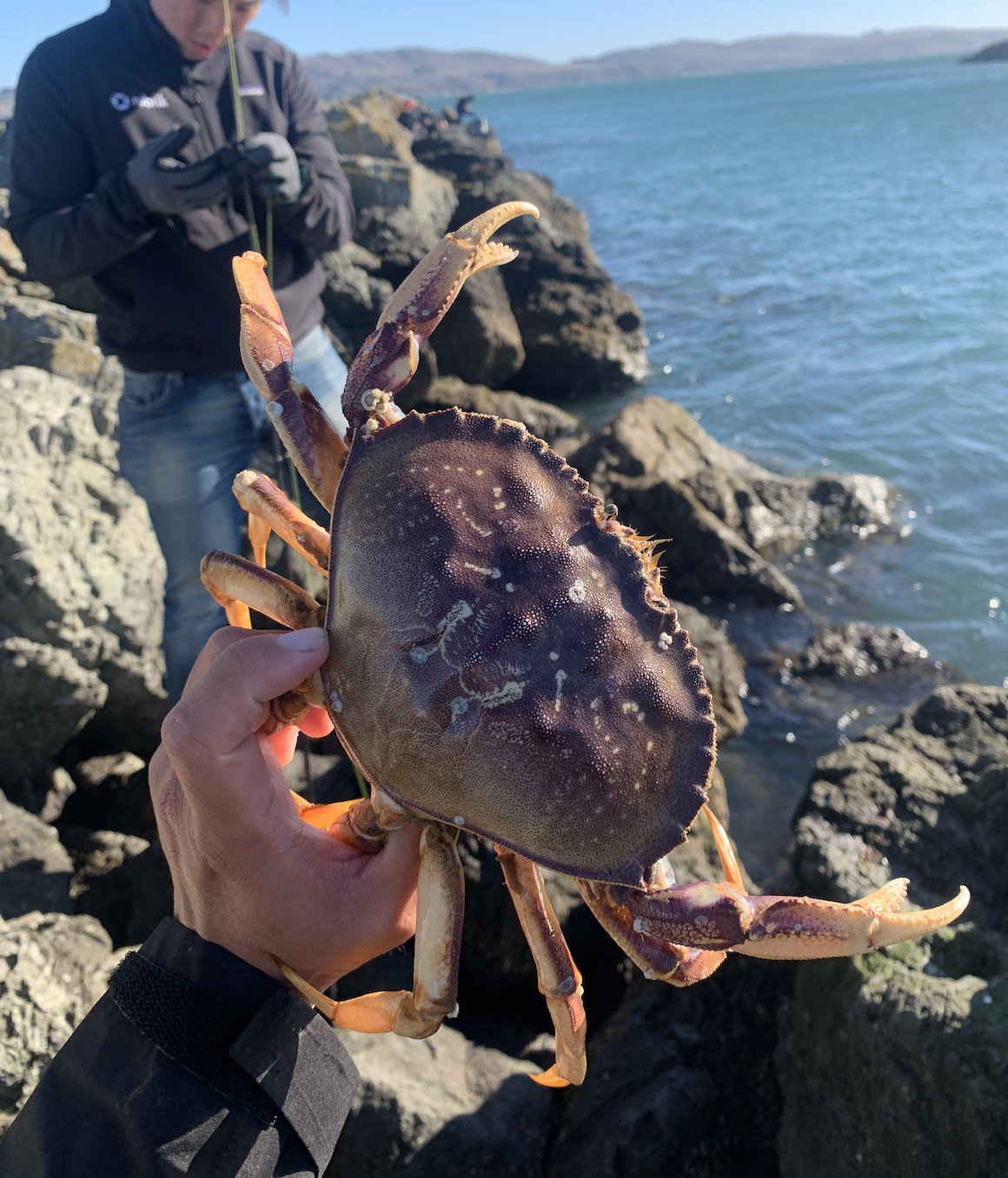 Large Crab Snare Crab Trap for Fishing Pole for Dungeness Crabs Rock ...