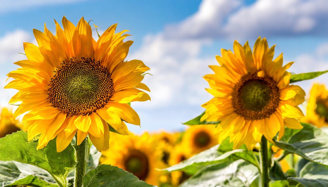 Sunflower Field Digital Background, Summer, Sunflowers, (8) Photoshop ...