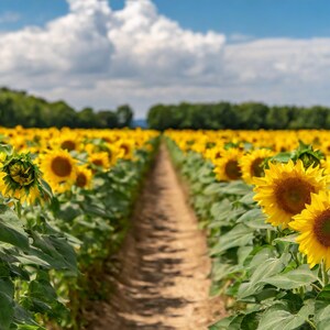 Sunflower Field Digital Background, Wall Art. Summer, Sunflowers ...