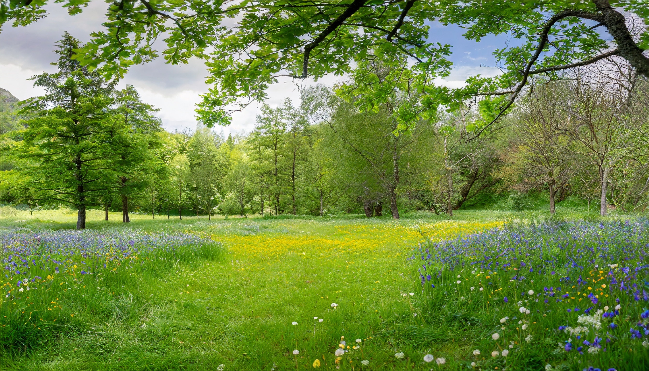 Spring Meadow, Spring Meadow Background, Meadow Background for ...