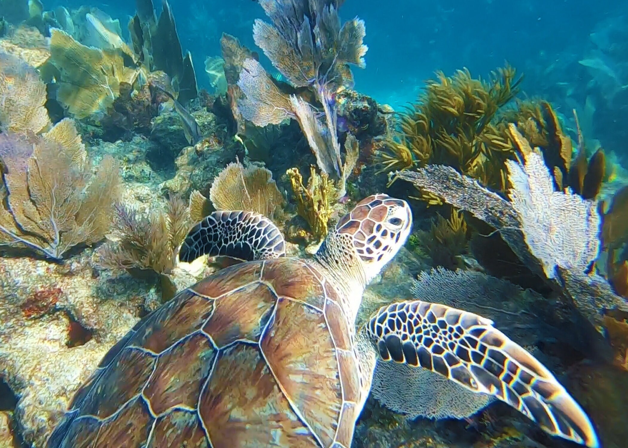 Key Largo Sea Turtle Photo - Etsy