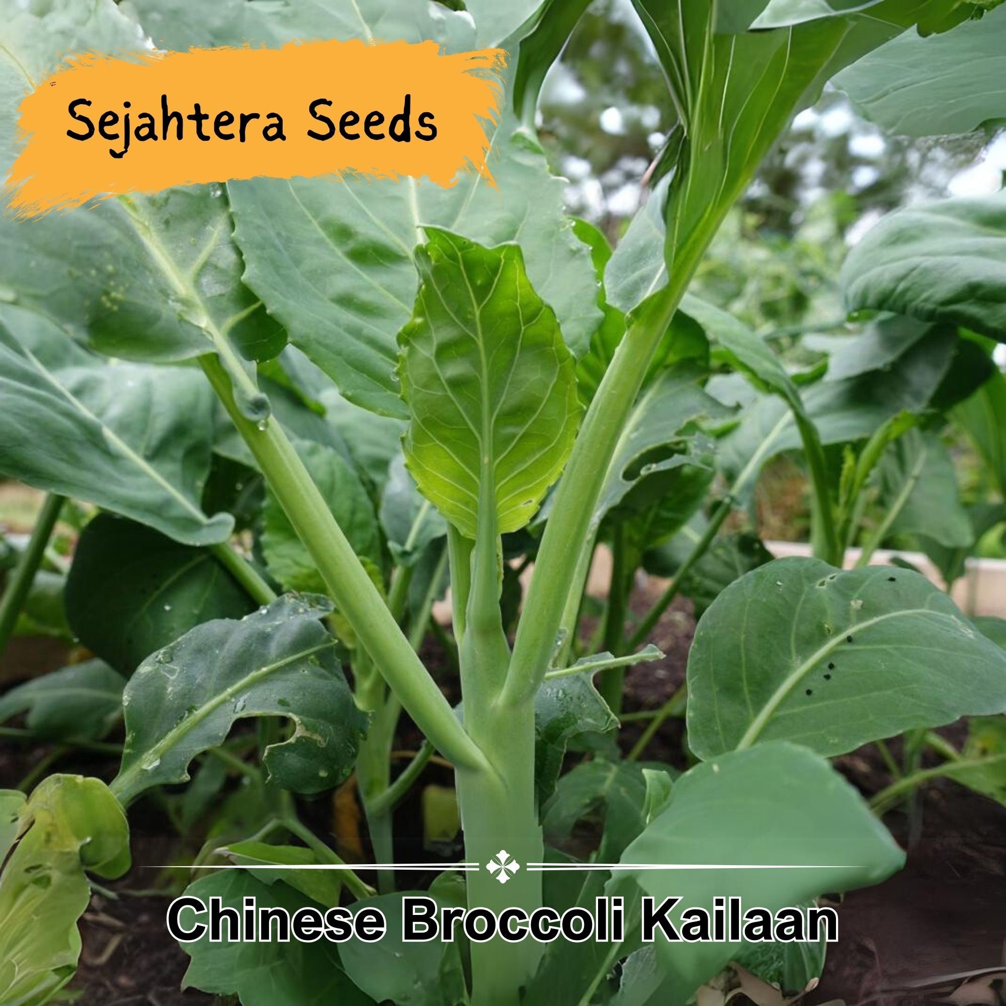 Chinese Broccoli Kailaan / Chinese Kale, Gai Lan 500mg Seeds for ...