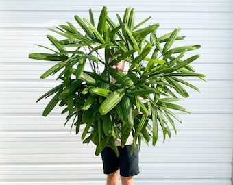 Lady Palm Rhapis Excelsa - Etsy