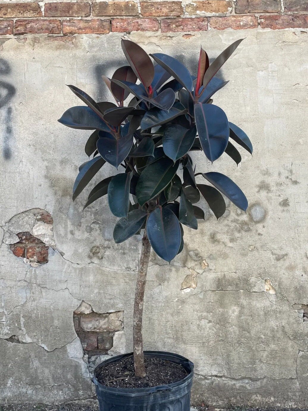 Ficus Burgundy Tree Form 3 Gallon Pot Included 4 Feet - Etsy
