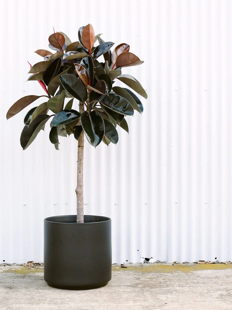 Ficus Burgundy Tree Form 3 Gallon Pot Included 4 Feet - Etsy