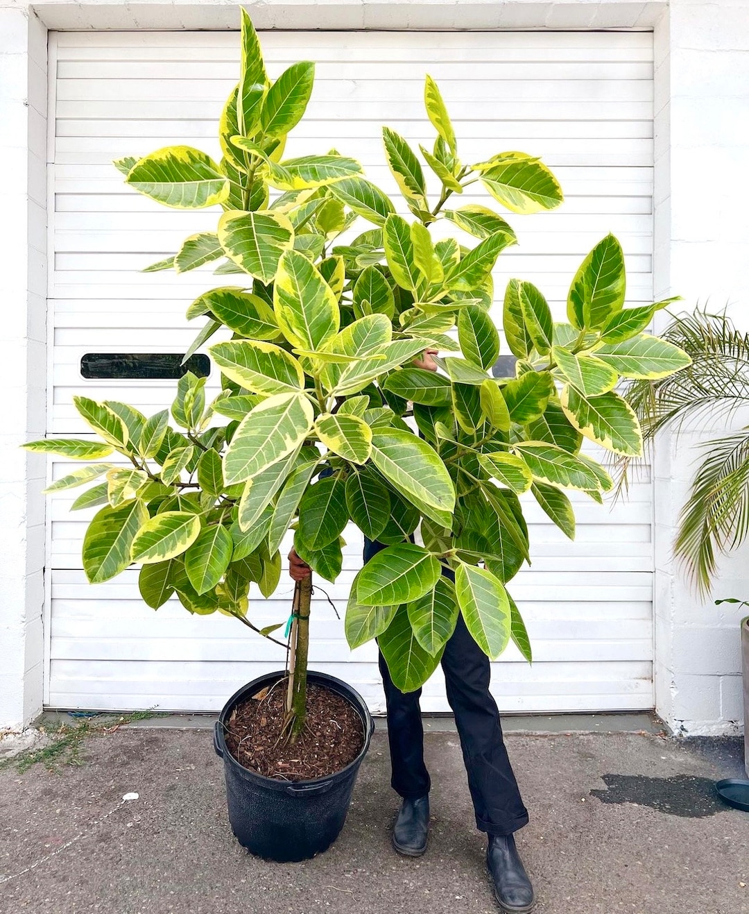 Ficus Altissima Yellow Gem Tree Form 3 Gallon Pot Included 5 Feet ...