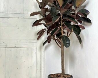 Ficus Burgundy Tree Form 3 Gallon Pot Included 4 Feet - Etsy