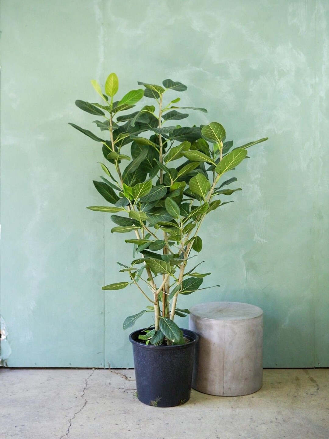 Ficus Audrey Double Stem Bengal Fig 3 Gallon White - Etsy