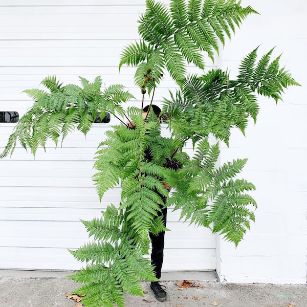 Tree Fern Pot - Etsy
