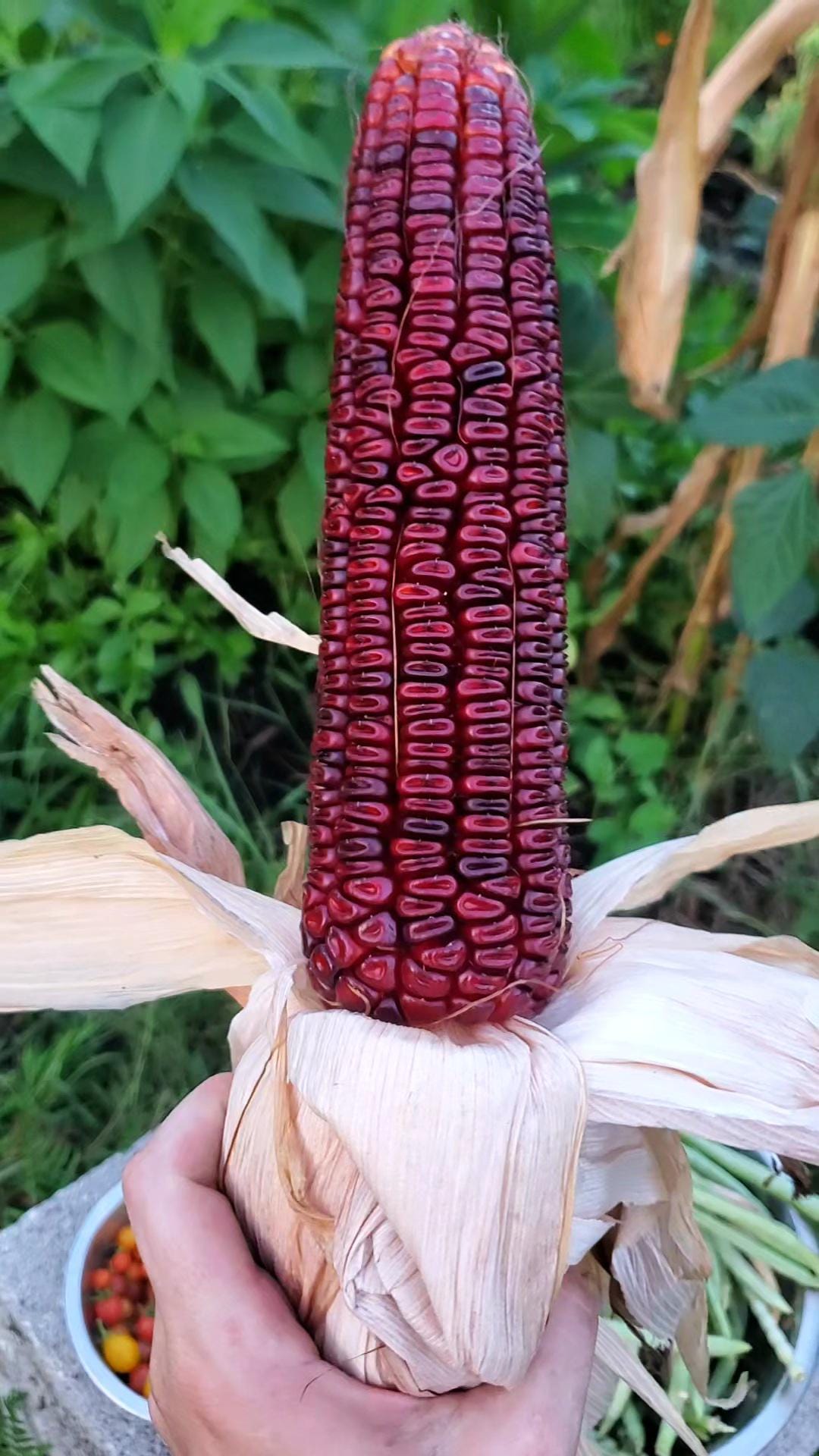 20+ Seeds Jimmy Red Corn- Beyond Organic - Etsy