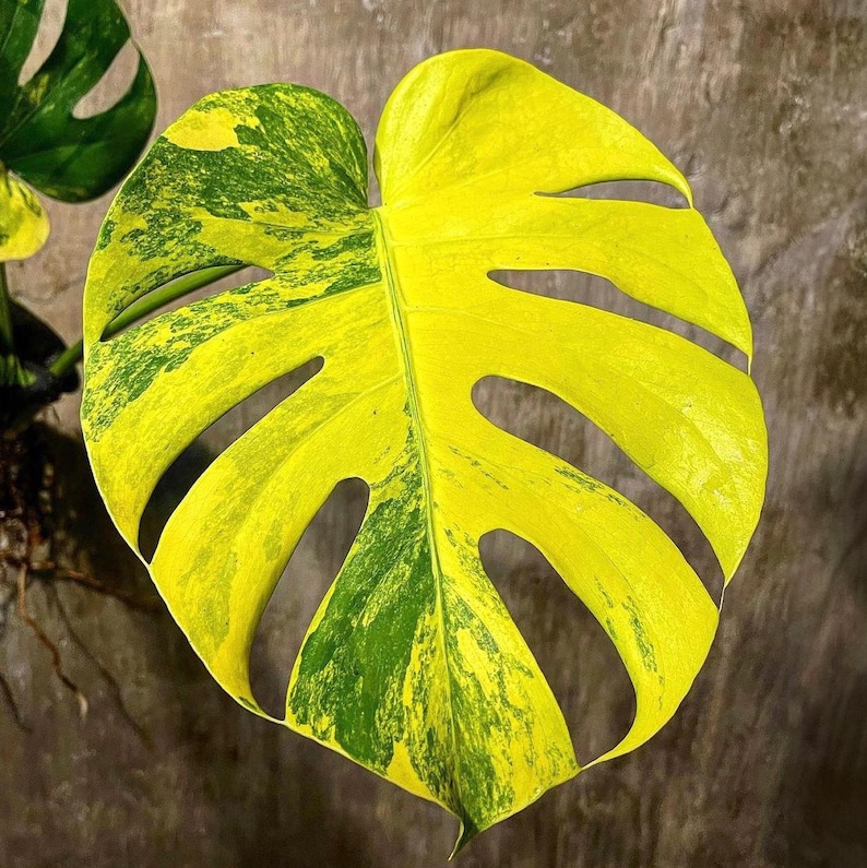Monstera Deliciosa Yellow Marilyn Unique Variegated Plant Rare Indoor ...