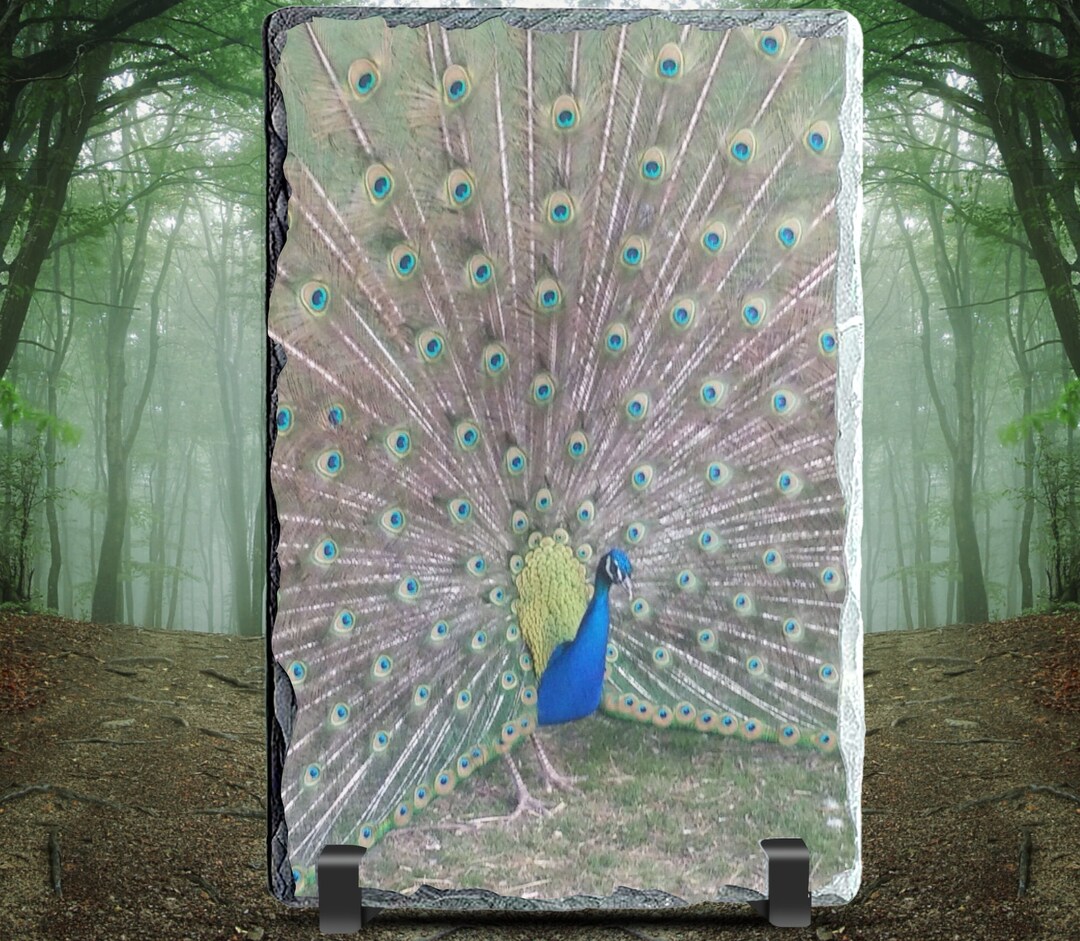 Peacock Slate Photo, Peacock Picture, Peacock Slate Stone Photo ...