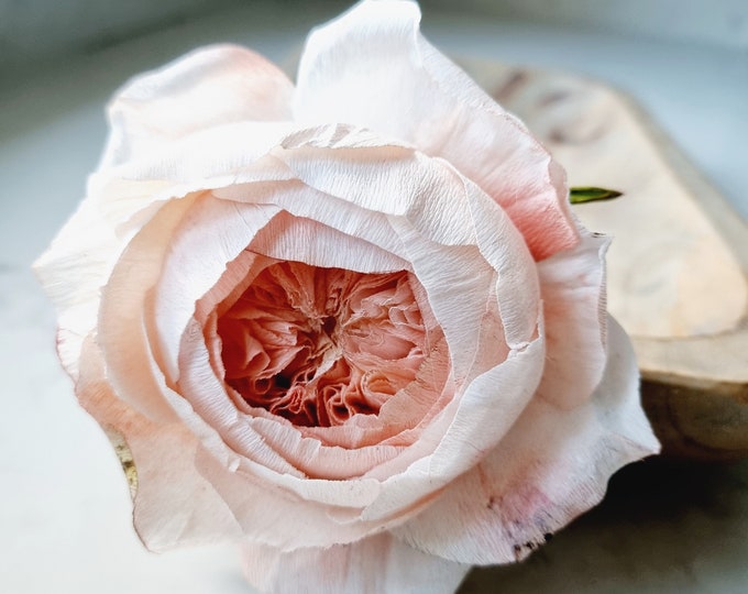 Rose “auswinter” English Climbing Rose Ownroot Plant, 1 Gallon (1.5-2 ...