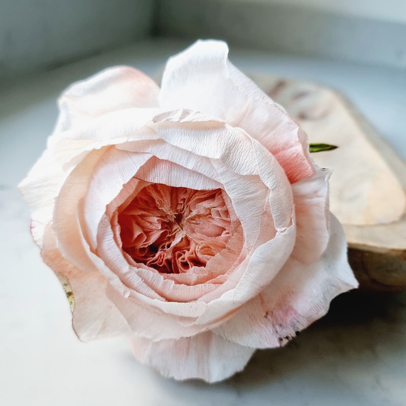 David Austin Roses - Etsy