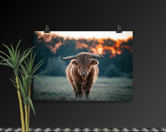 Highland Cow Print, Farm Animal Wall Art, Large Cow Poster, Highland ...