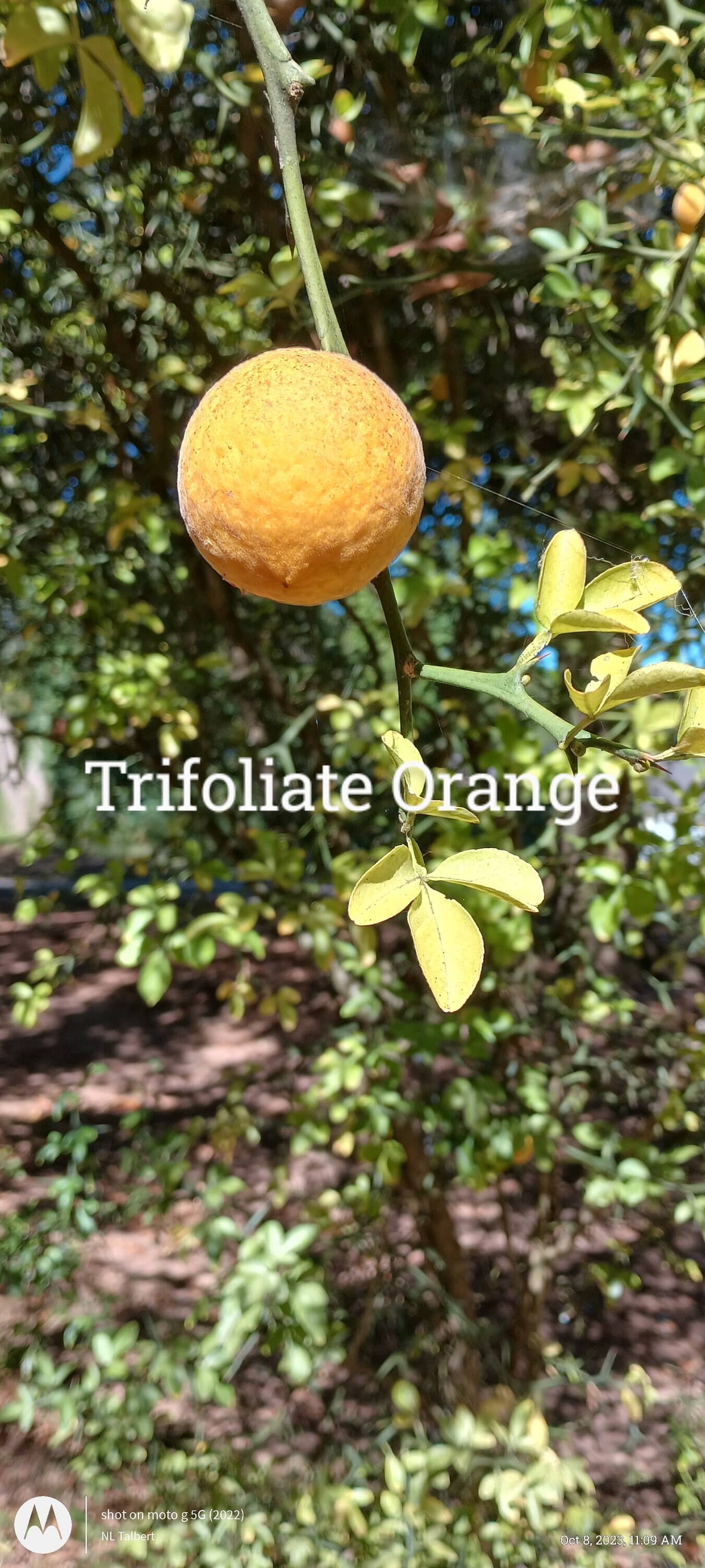 Lemon, Trifoliate Orange Seeds - Etsy