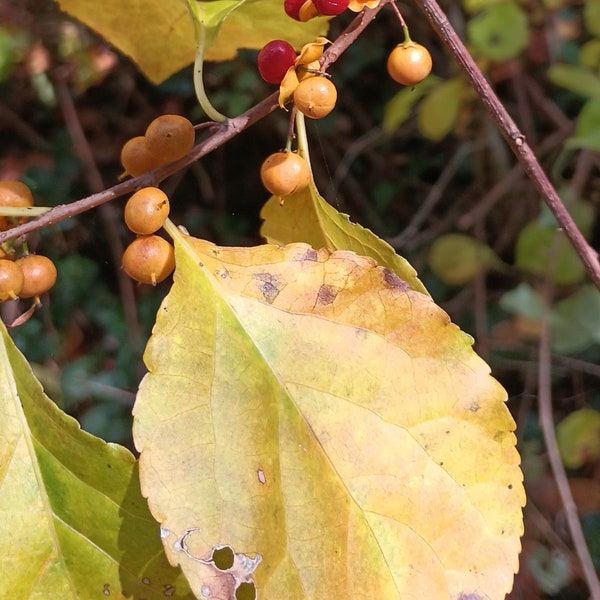 Bittersweet Plants - Etsy