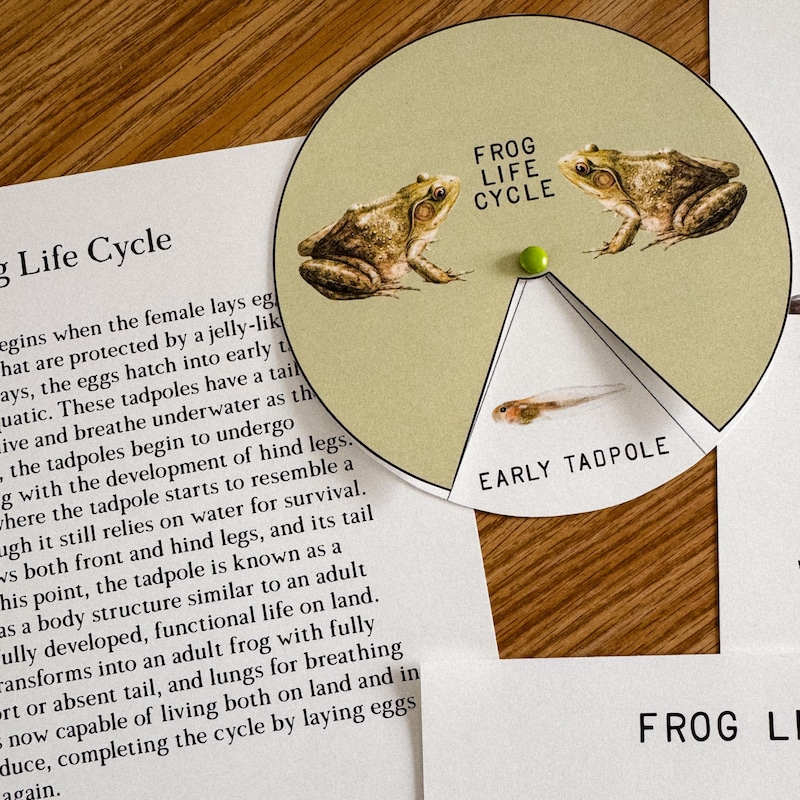 Frog Life Cycle - Etsy